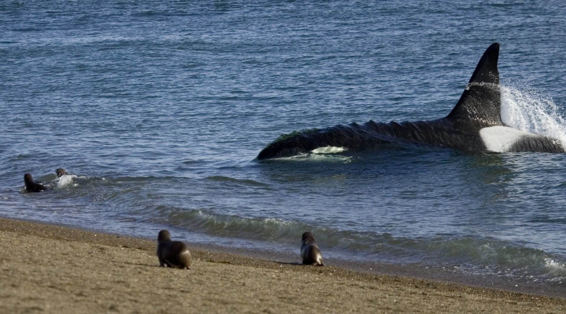 Orque ou épaulard : tout savoir sur Orcinus Orca
