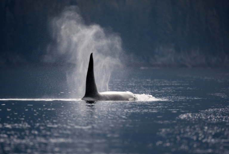 La vie intime de l'orque : respiration et sommeil
