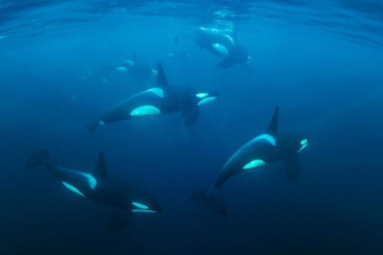 Plonger avec des orques pour comprendre leurs vocalises