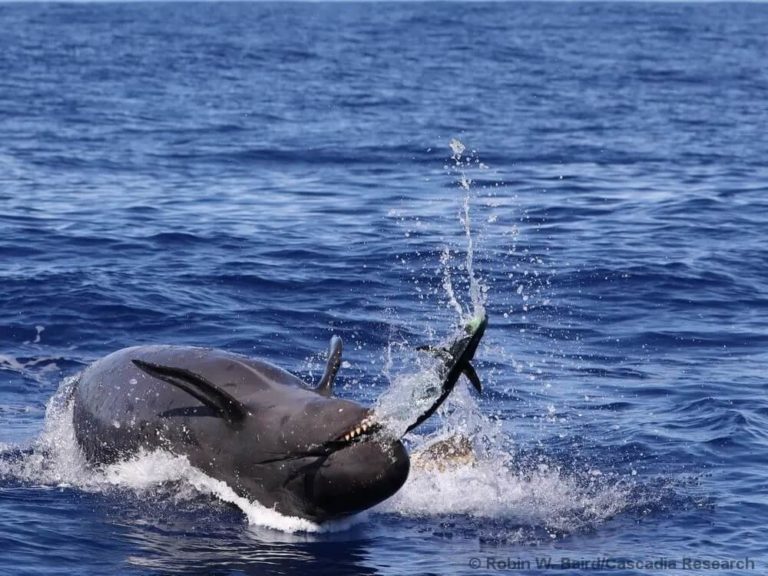 Les cabrioles d’une fausse orque capturant une dorade mahi-mahi