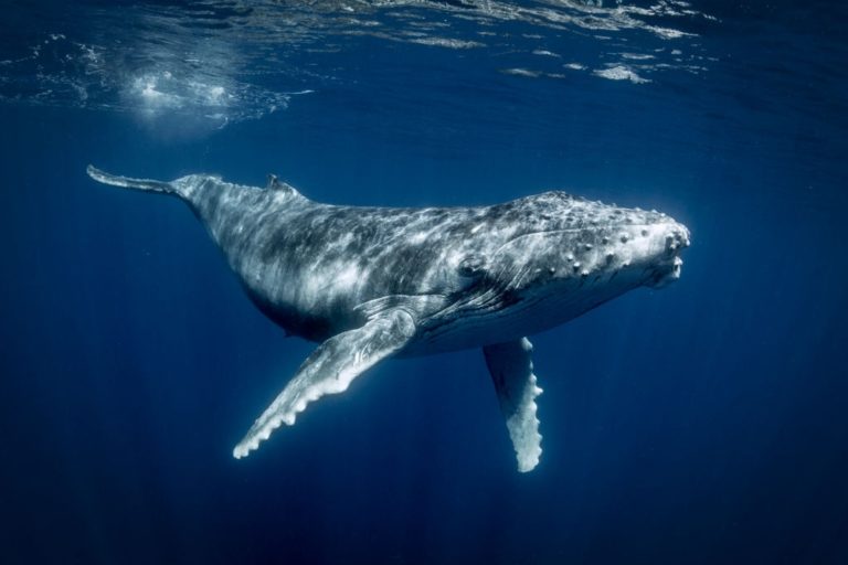 Les petits secrets de la reproduction baleine à bosse