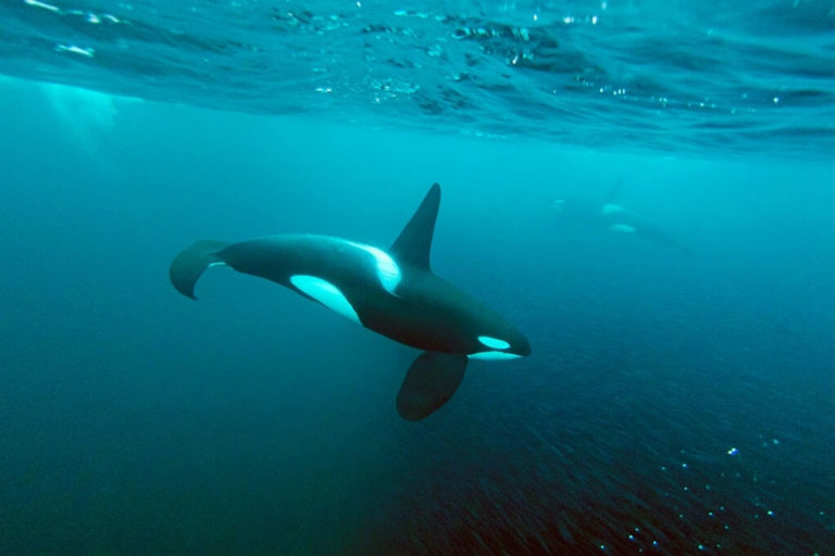 Le chant des orques décrypté par un océanographe