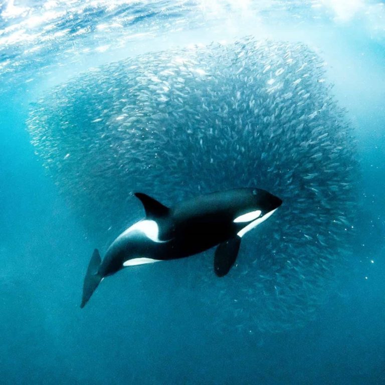 Le chant des orques décrypté par un océanographe