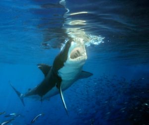 Taille et poids requin blanc, hier et aujourd'hui