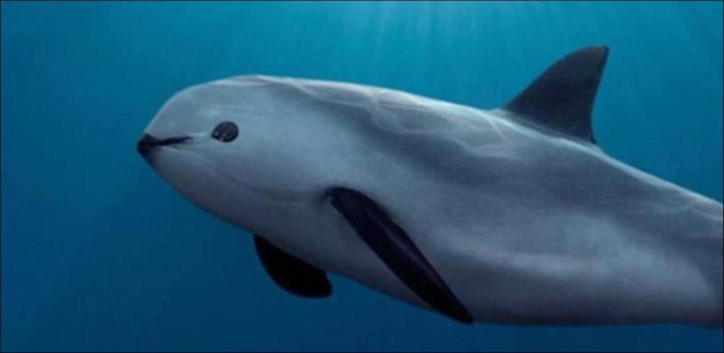 Le marsouin du Pacifique enfin sauvé de l'extinction