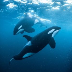 Nouveau bébé orque, une victoire pour les résidentes du sud