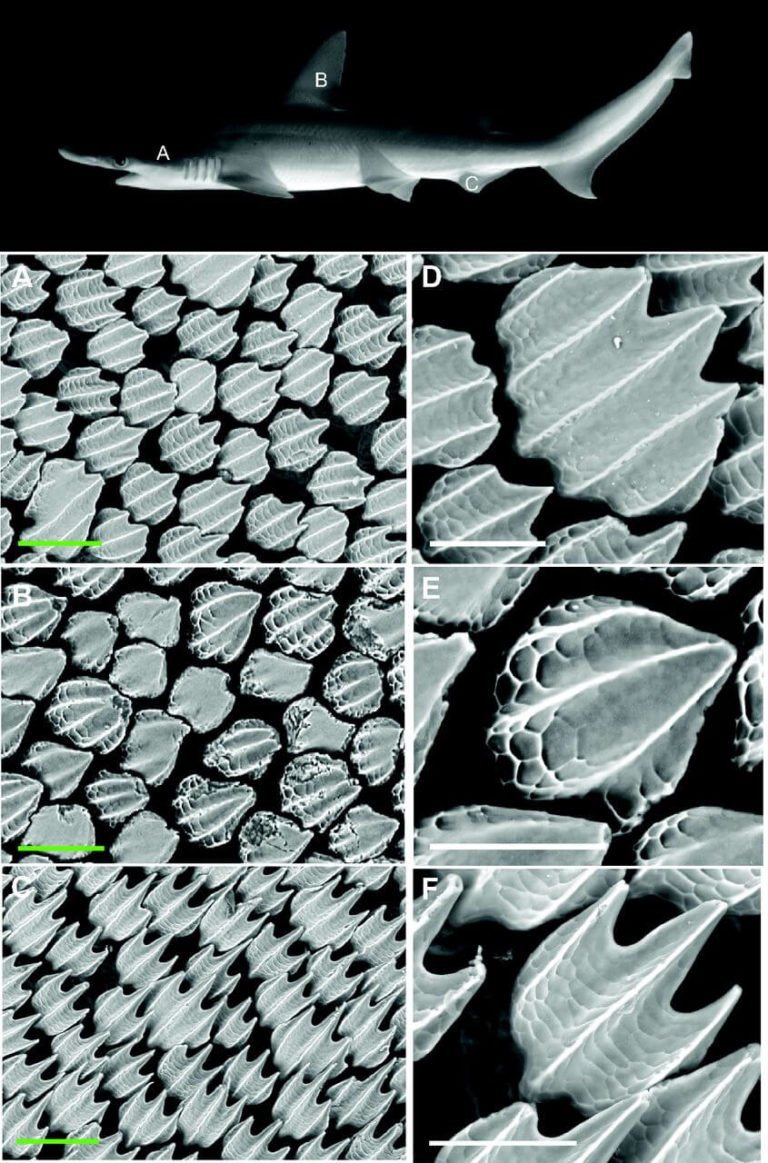 La peau du requin blanc, structure de haute technologie