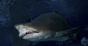 Morsure de requin : comment la mâchoire se détache du crâne