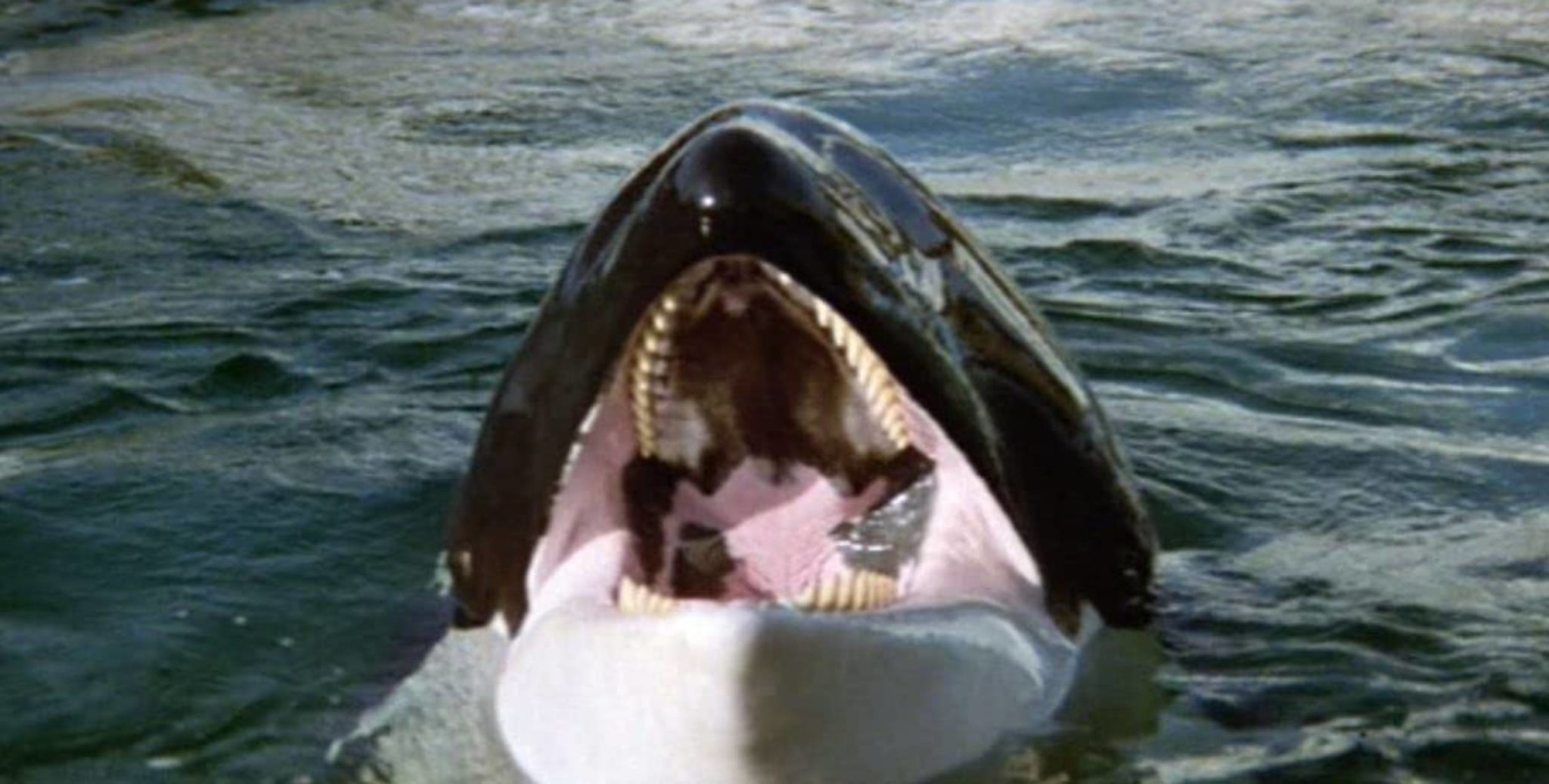 Toutes les coulisses d'Orca film culte des années 70