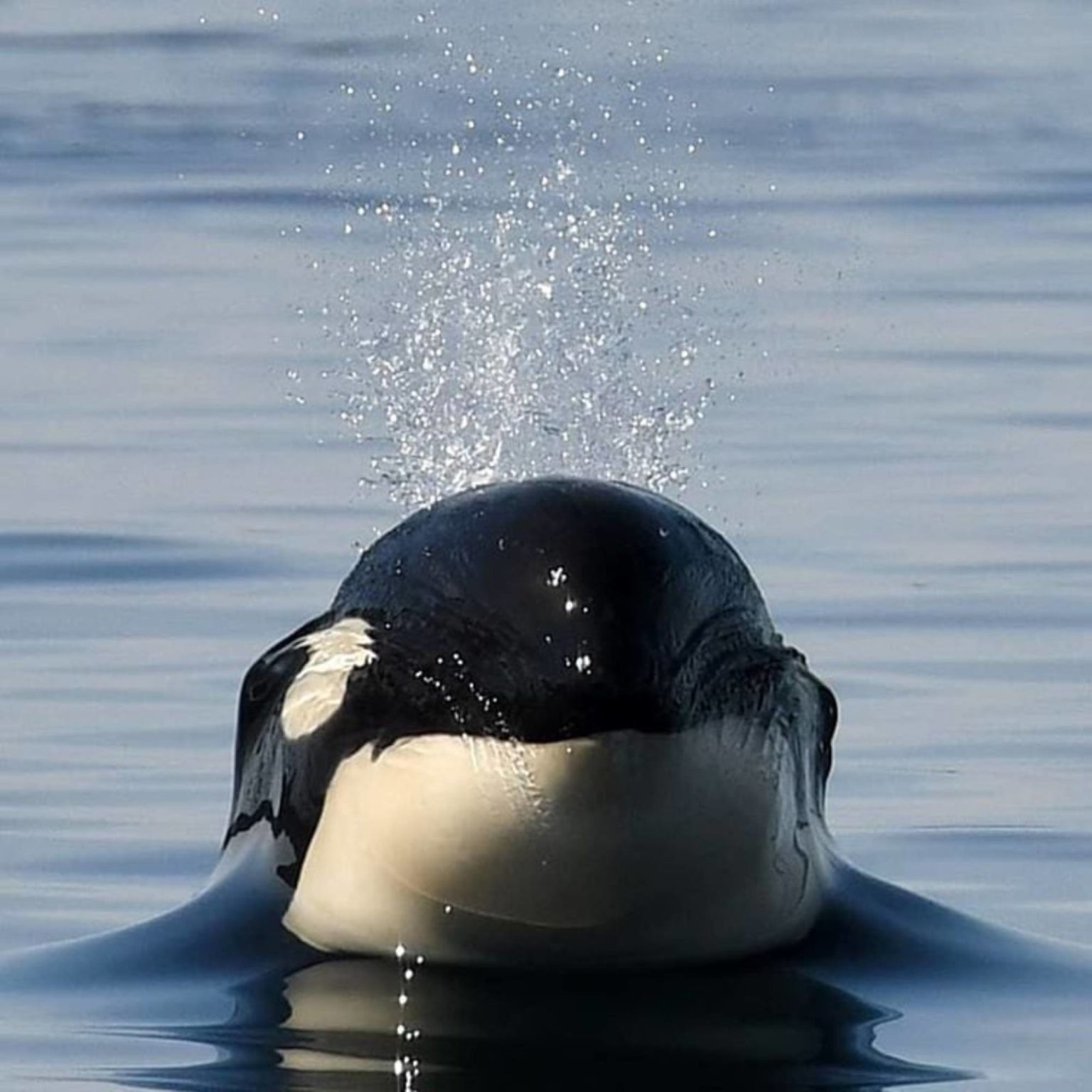 Vidéo d’orque par caméra-ventouse pour une étude canadienne