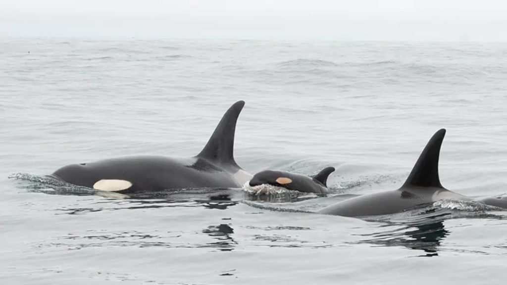 Pourquoi le bébé orque est-il souvent orange et noir