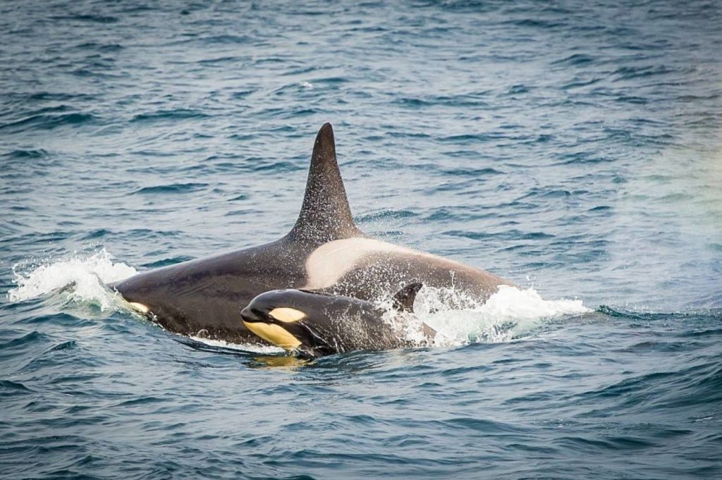 Pourquoi le bébé orque est-il souvent orange et noir