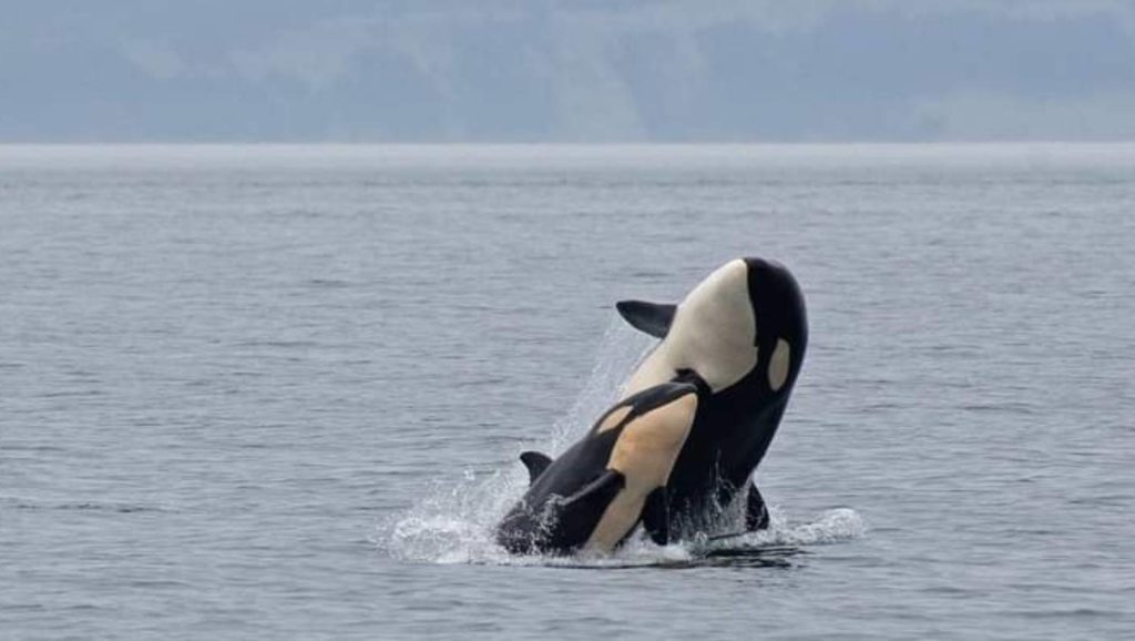 Pourquoi le bébé orque est-il souvent orange et noir