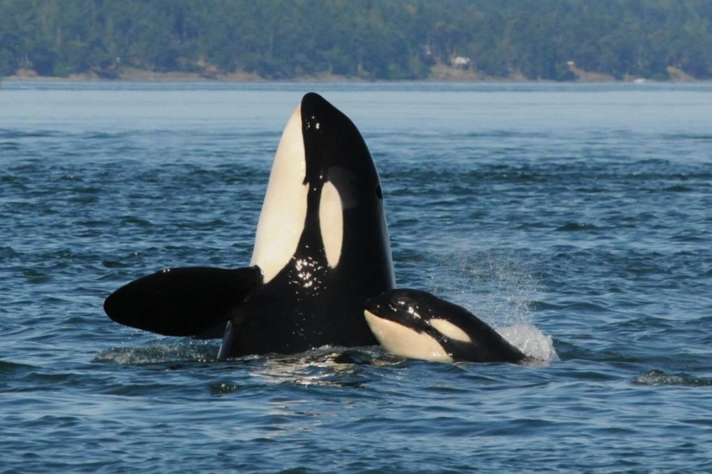 Bébé orque : gestation, allaitement et sevrage