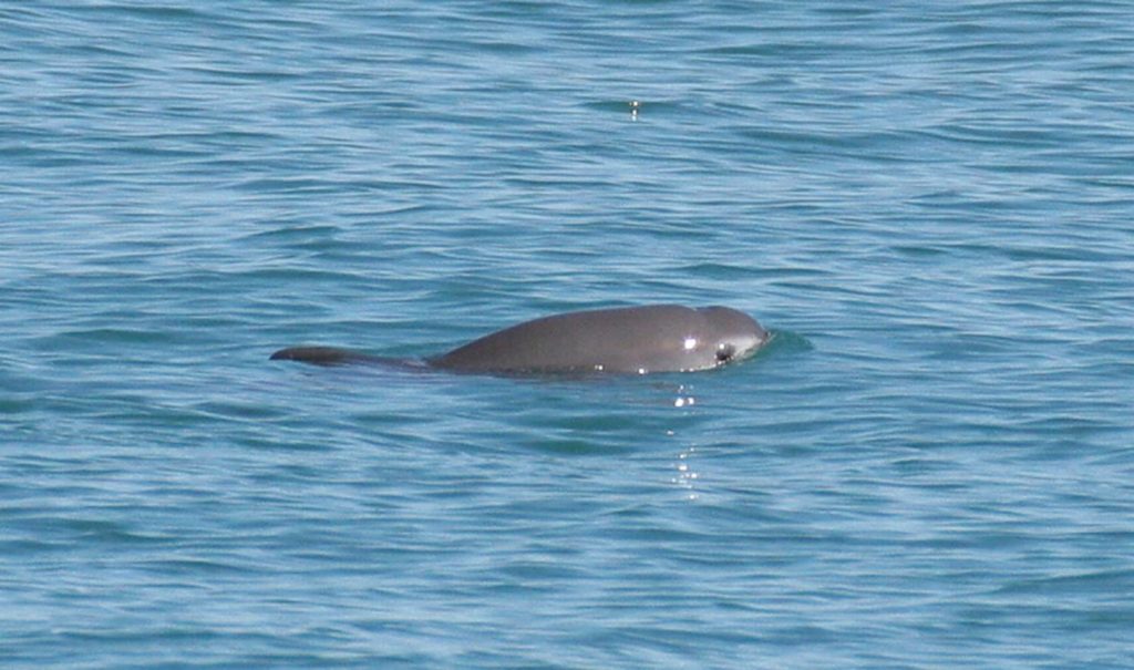 Marsouin du Pacifique, tout savoir sur vaquita marina
