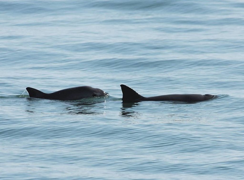 Le marsouin du Pacifique enfin sauvé de l'extinction