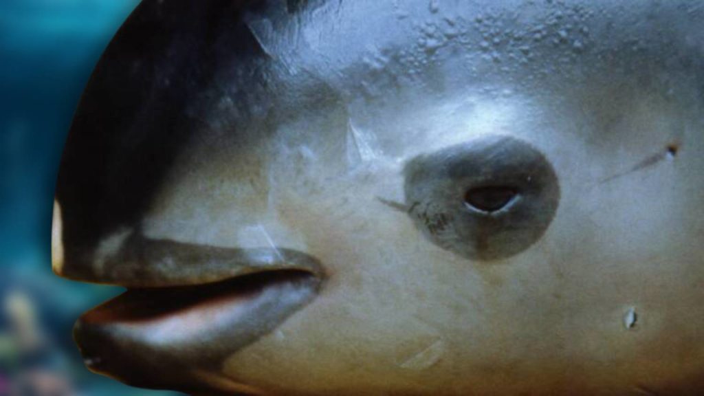 Marsouin du Pacifique, tout savoir sur vaquita marina