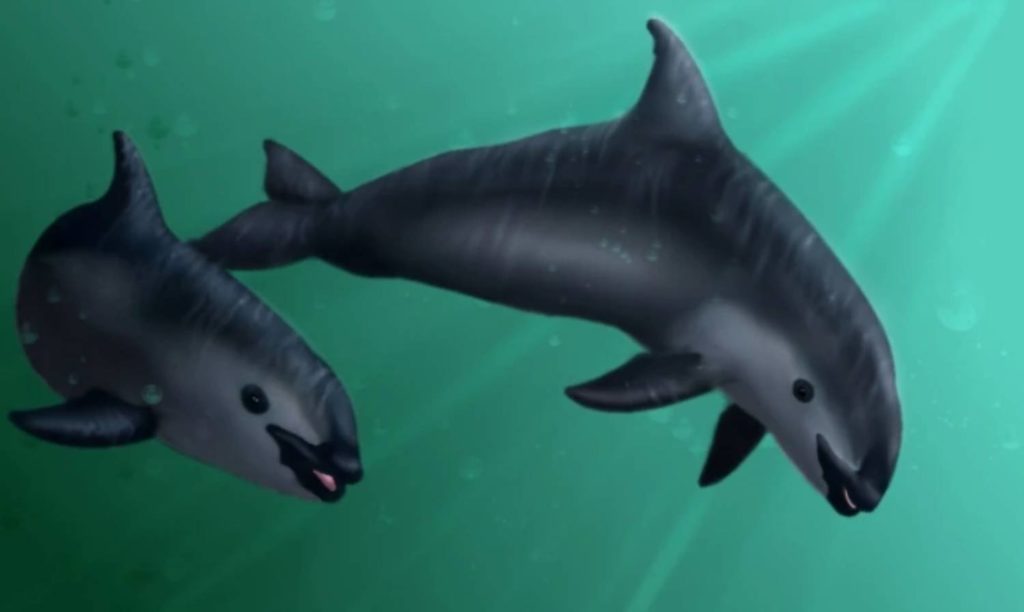 Marsouin du Pacifique, tout savoir sur vaquita marina