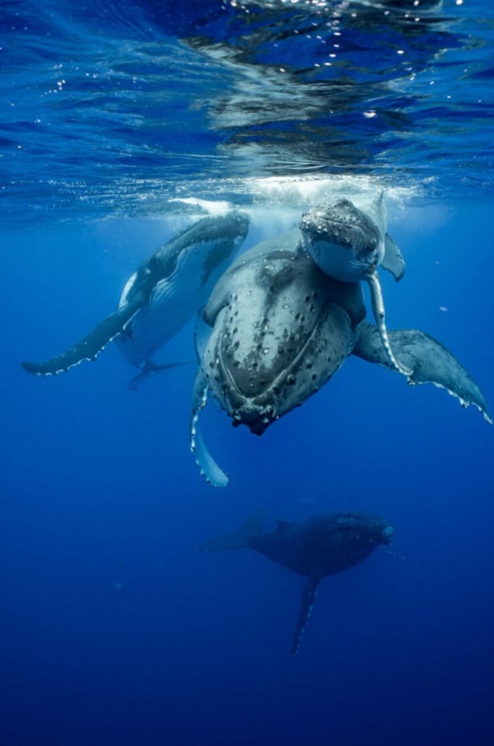 Magnifiques images de la parade nuptiale baleine à bosse