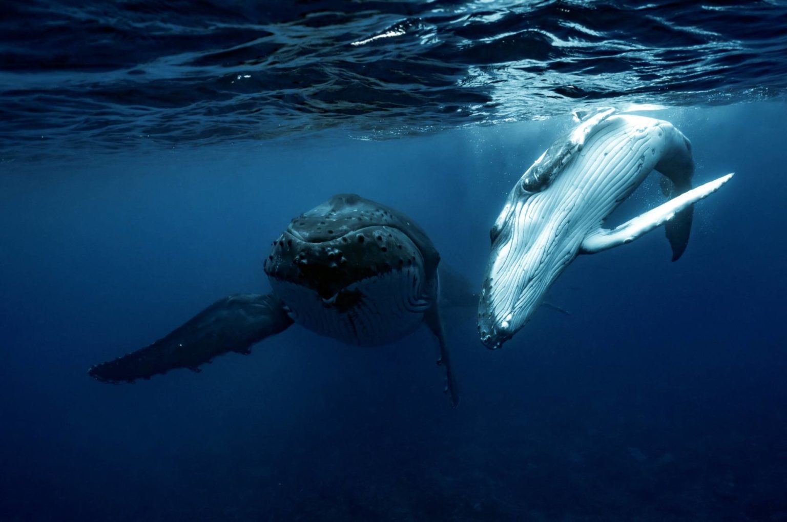 Magnifiques images de la parade nuptiale baleine à bosse