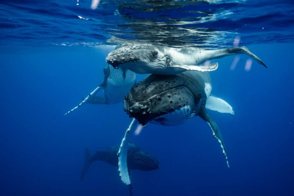 Magnifiques images de la parade nuptiale baleine à bosse