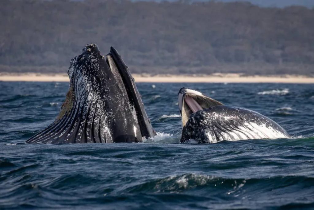 Australie : découverte sur la nourriture baleine à bosse