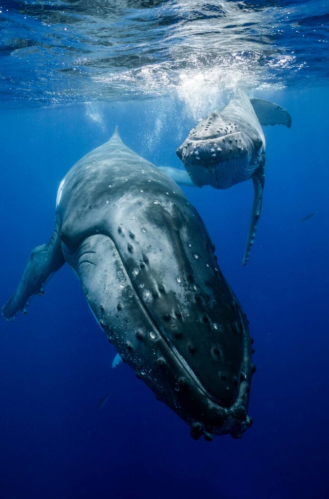 Magnifiques images de la parade nuptiale baleine à bosse