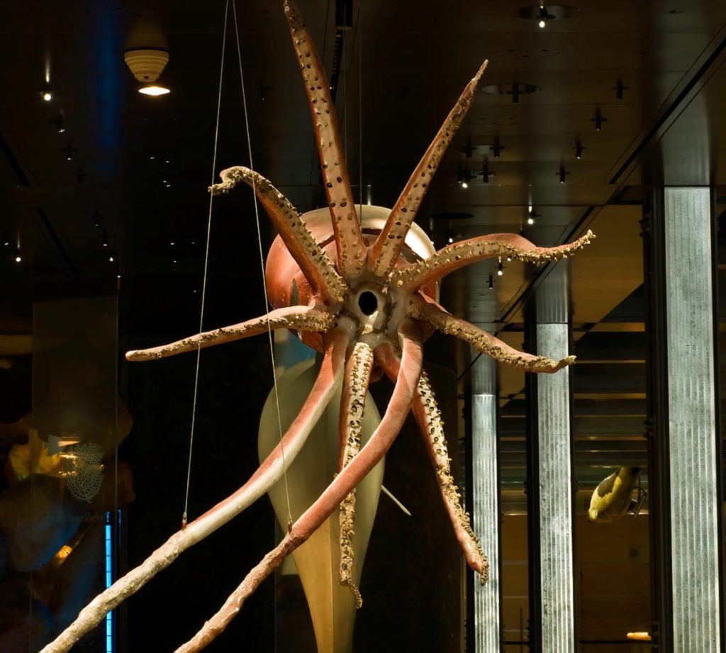 Calamar géant, tout savoir sur Architeuthis dux