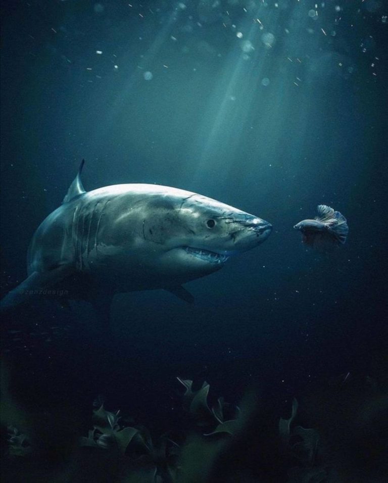 Les mystères de la reproduction requin blanc