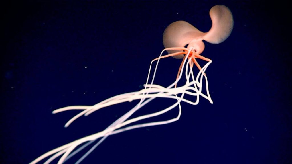 Calamar à longs bras (Magnapinna) champion de plongée