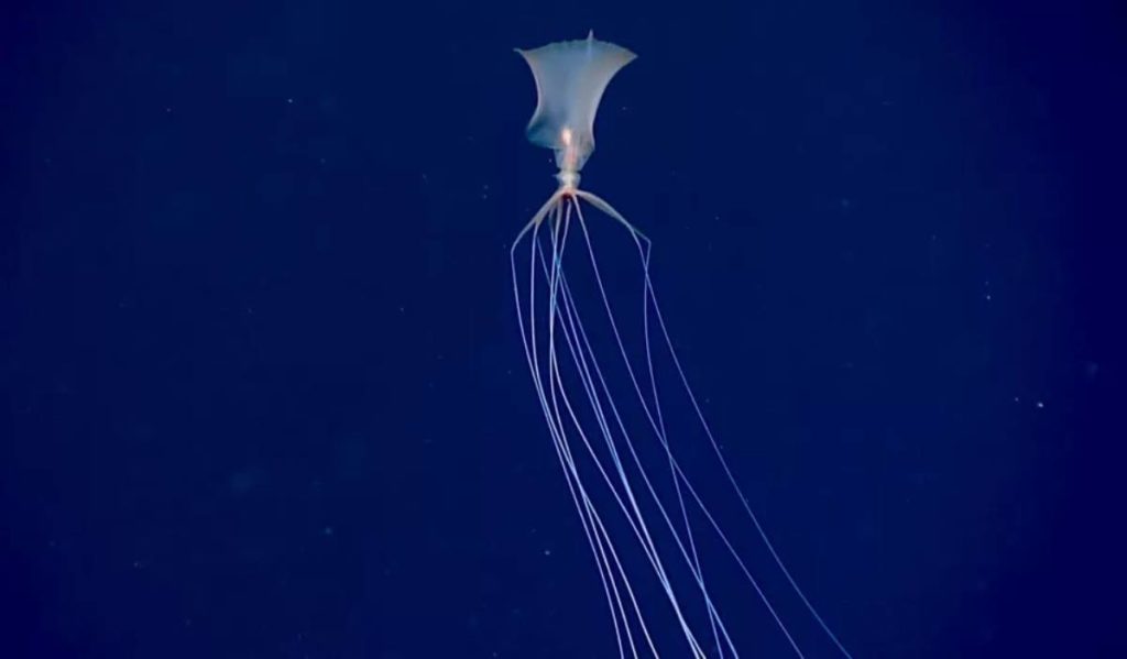 Calamar à longs bras (Magnapinna) champion de plongée