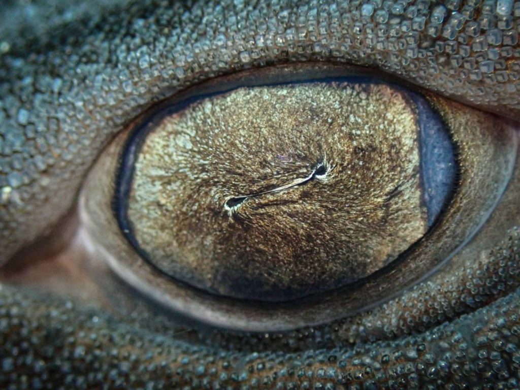 Requin pyjama, tout savoir sur Poroderma africanum