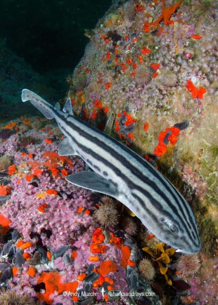 Requin pyjama, tout savoir sur Poroderma africanum