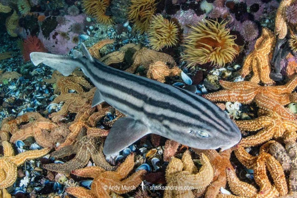 Requin pyjama, tout savoir sur Poroderma africanum