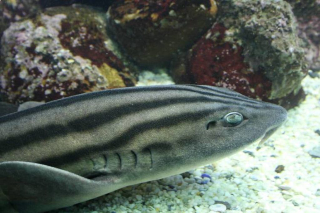 Requin pyjama, tout savoir sur Poroderma africanum