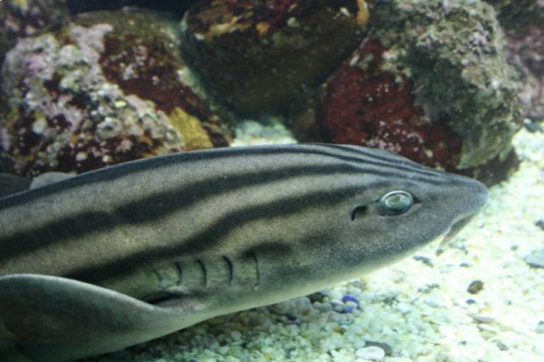 Requin pyjama, tout savoir sur Poroderma africanum