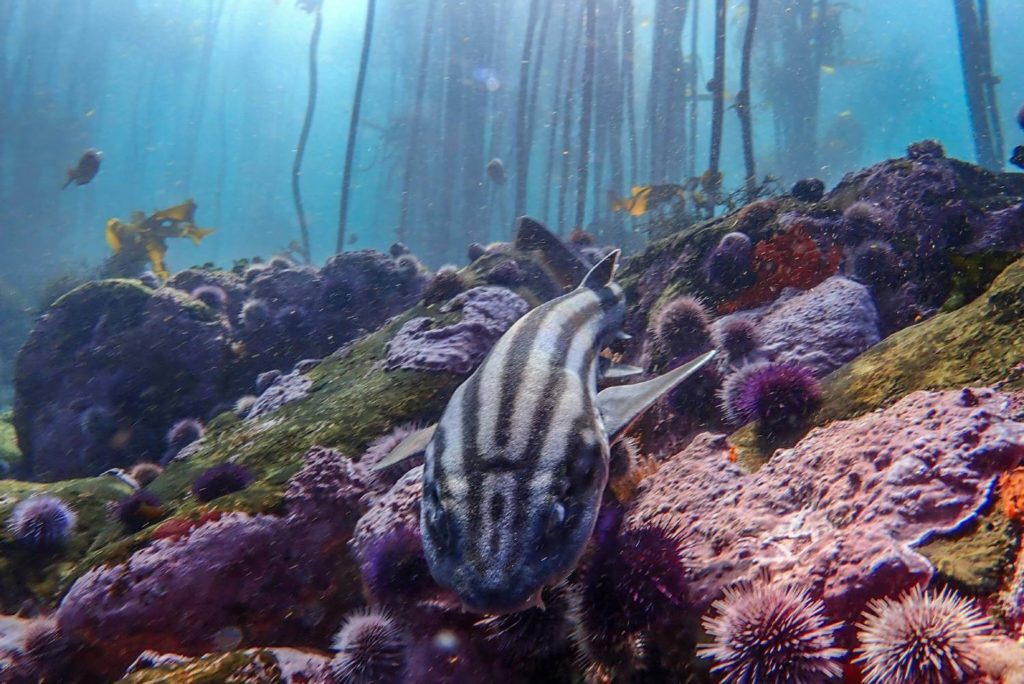 Requin pyjama, tout savoir sur Poroderma africanum