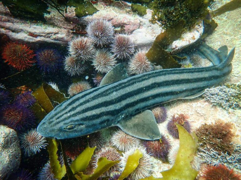 Requin renard, tout savoir sur Alopias