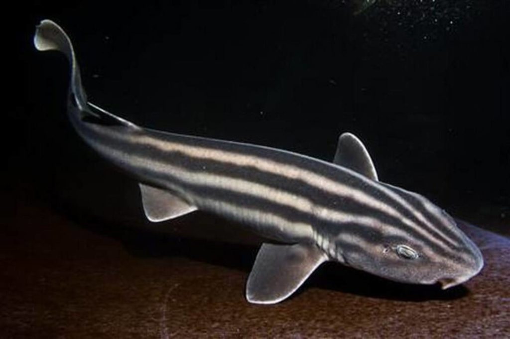 Requin pyjama, tout savoir sur Poroderma africanum