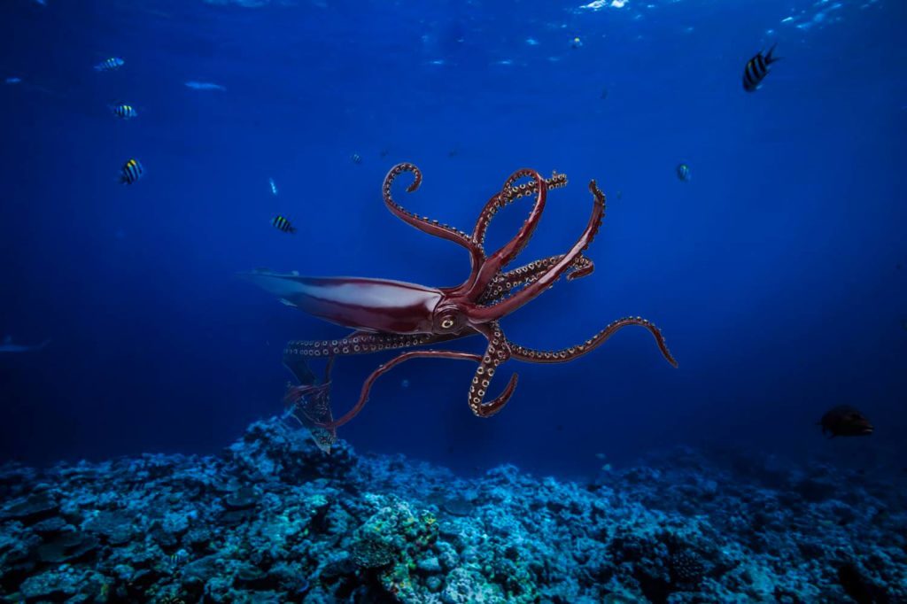 Calamar géant, tout savoir sur Architeuthis dux