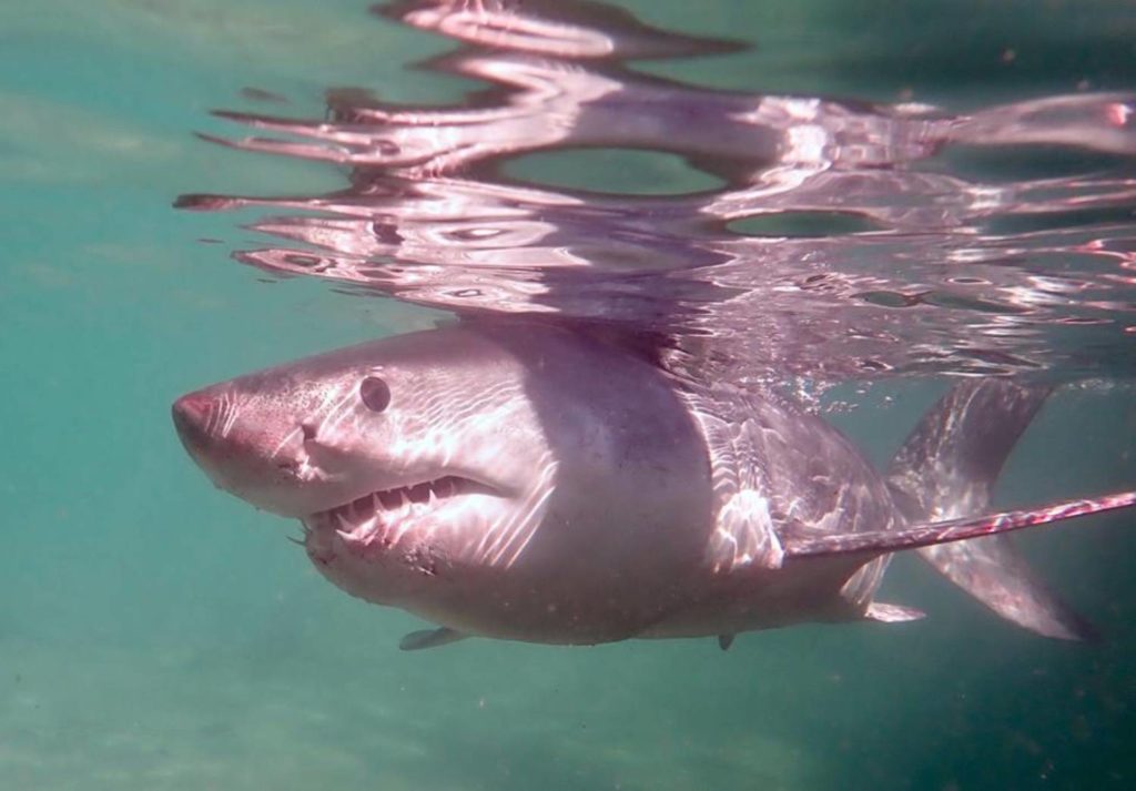 Le sauvetage de Fluffy, le bébé requin blanc échoué