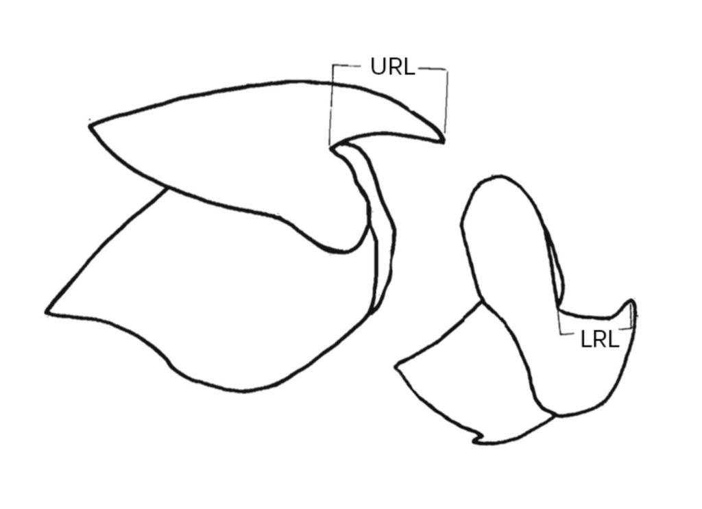 Calmar colossal, tout savoir sur Mesonychoteuthis hamiltoni