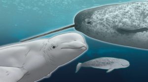 Tout savoir sur le narluga, hybride du narval et du béluga