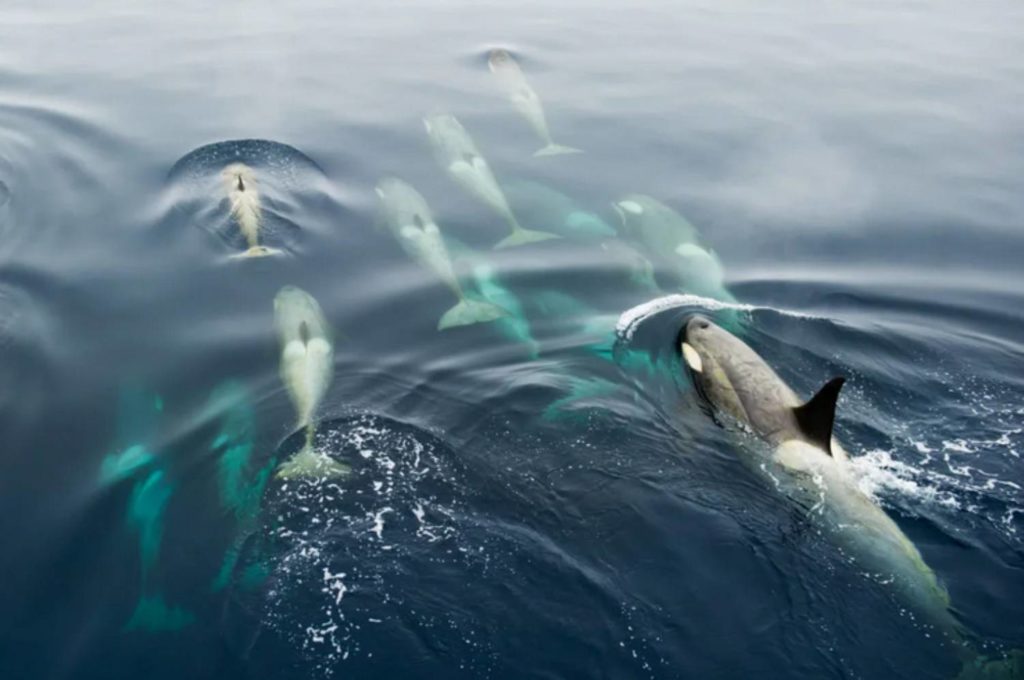 La mue de peau origine de la migration orque Antarctique