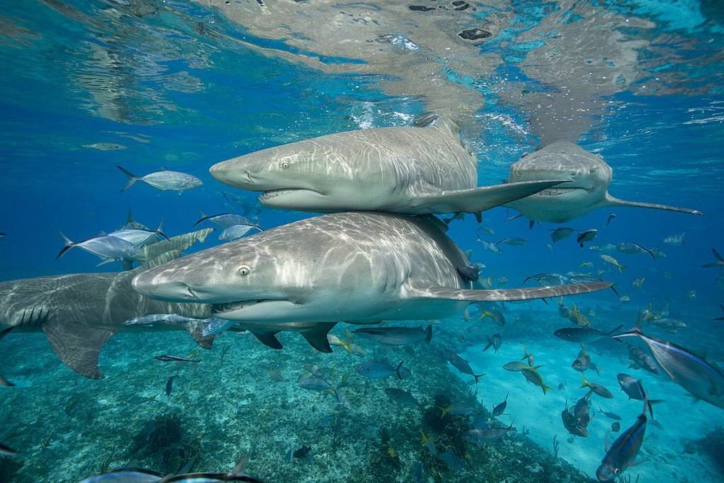 Requin citron, tout savoir sur Negaprion brevirostris