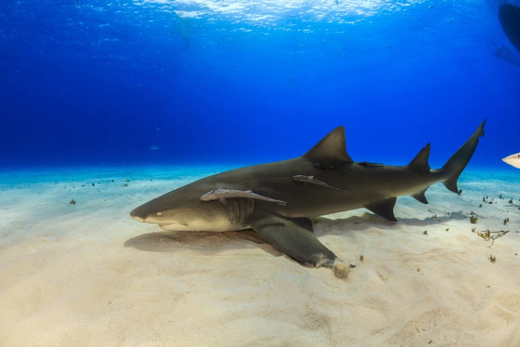 Requin citron, tout savoir sur Negaprion brevirostris