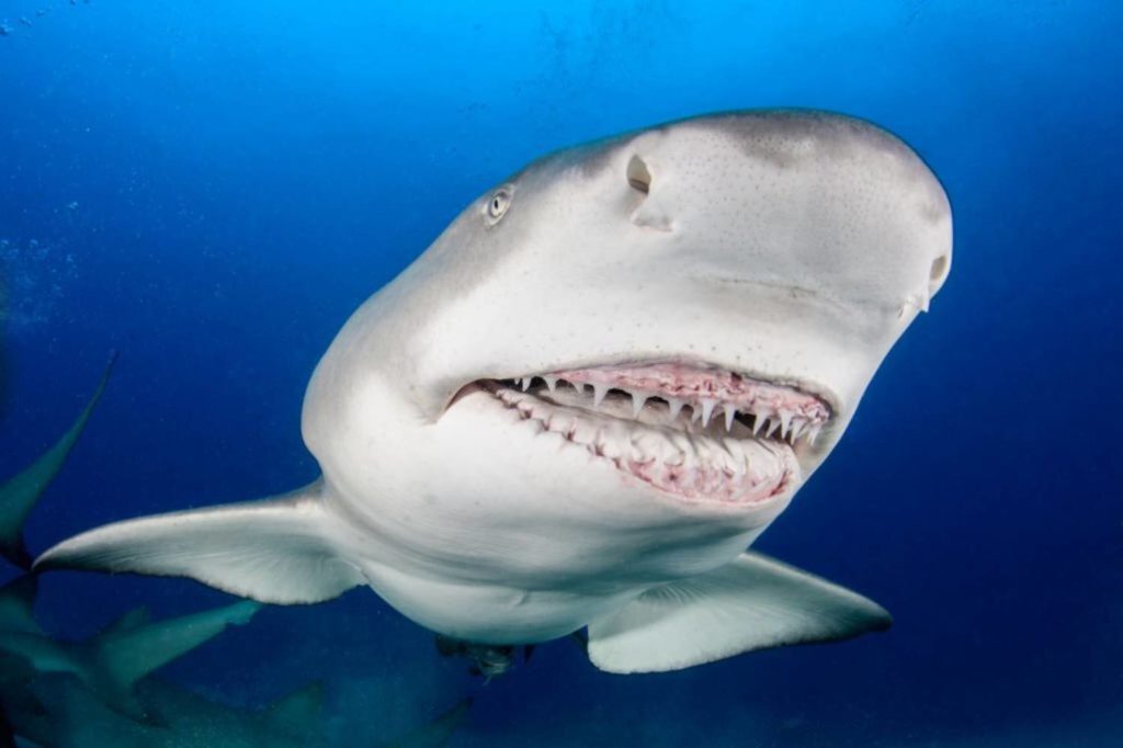 Requin citron, tout savoir sur Negaprion brevirostris