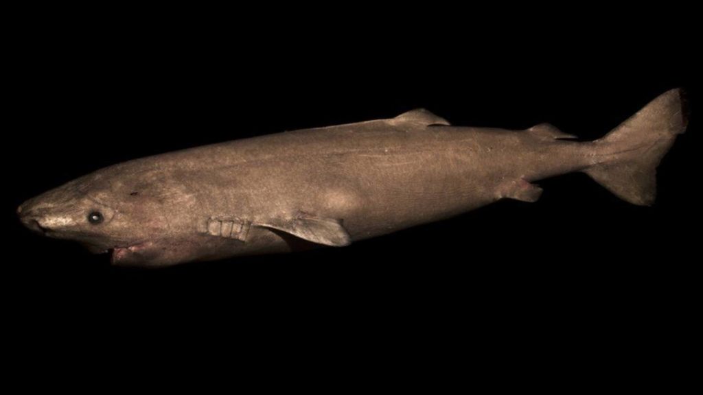 Requin du Groenland, tout savoir sur Somniosus microcephalus