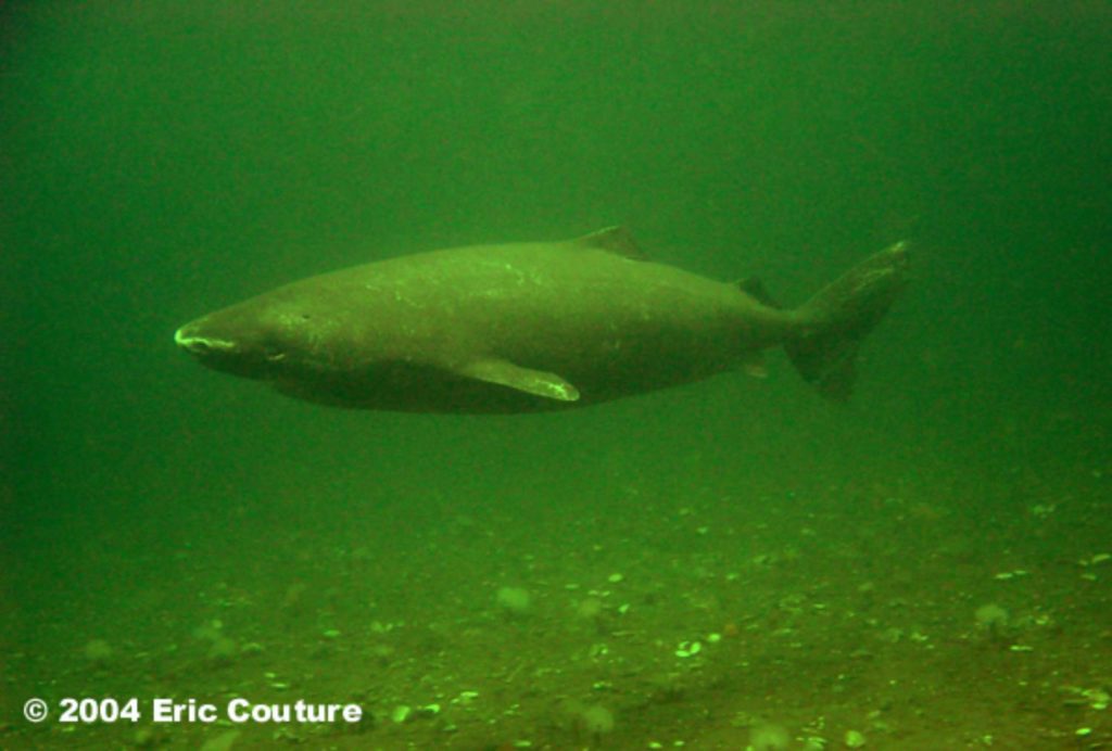 Requin du Groenland, tout savoir sur Somniosus microcephalus
