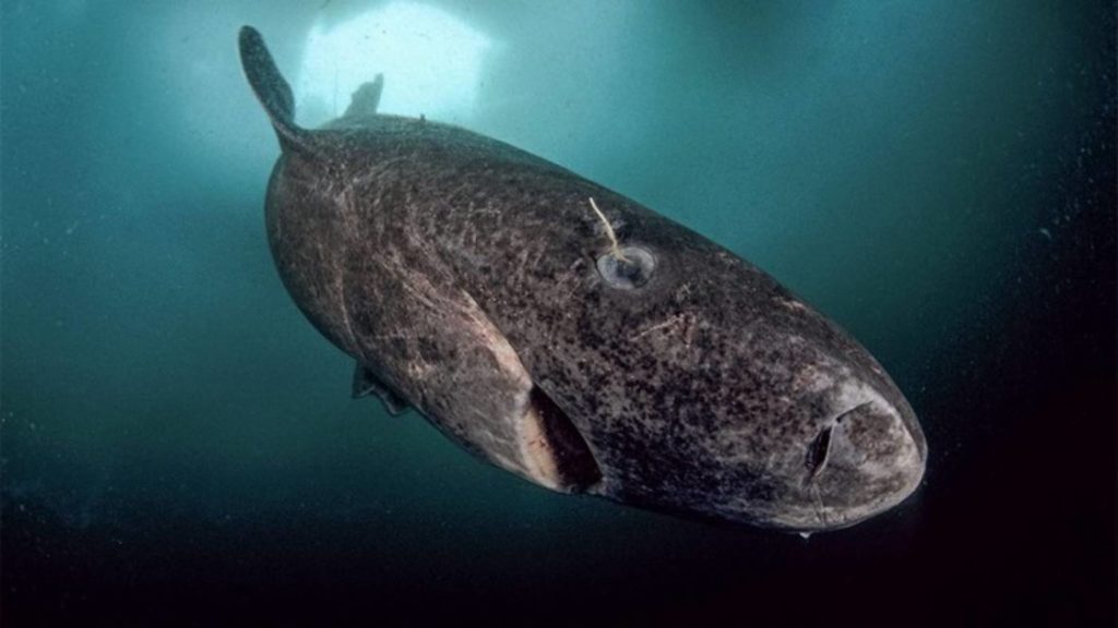 Requin du Groenland, tout savoir sur Somniosus microcephalus